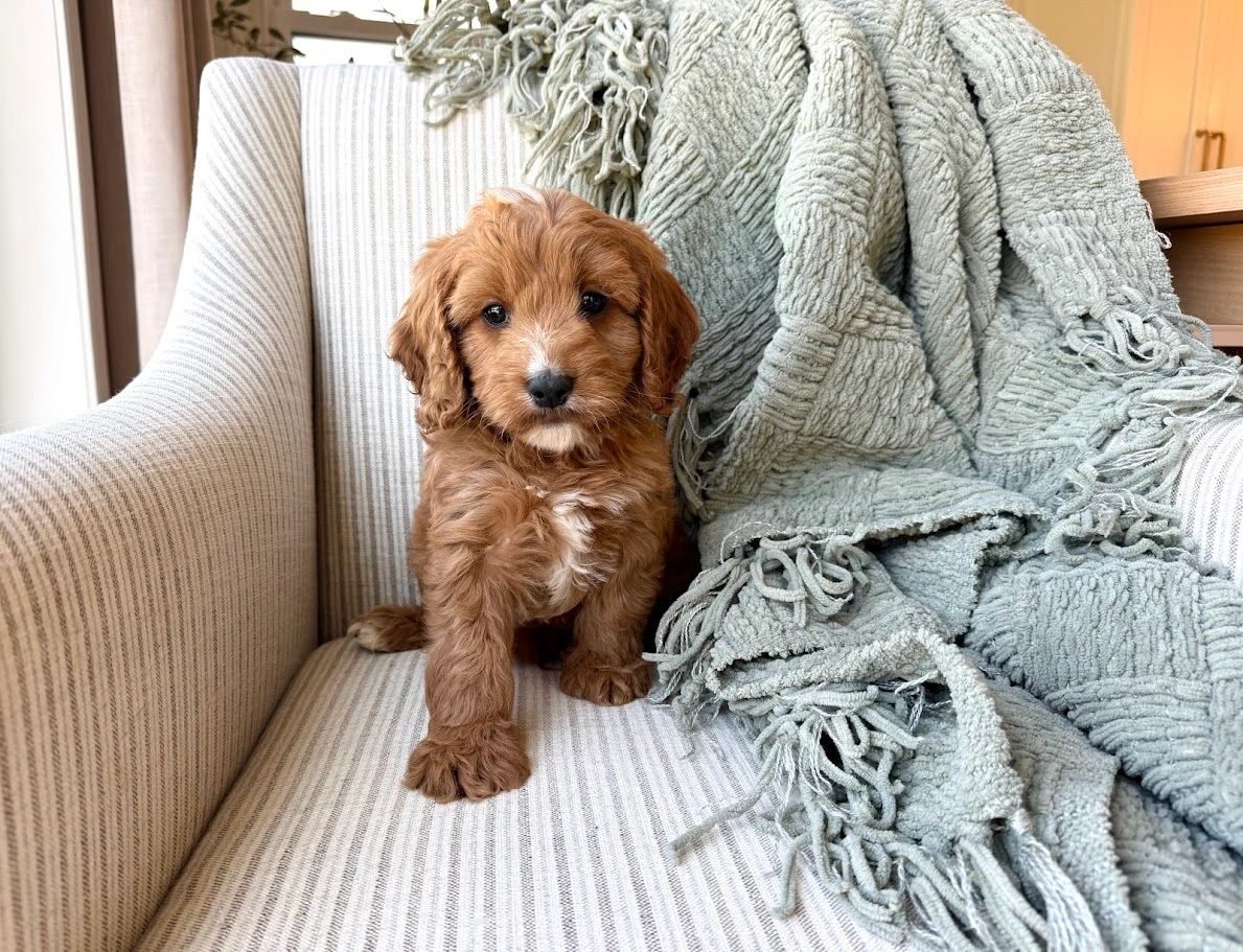 Available Cavapoo's
